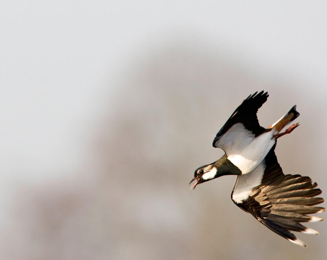 Vogelinformatiecentrum Texel: Informatie - Verrekijker winkel - Excursies