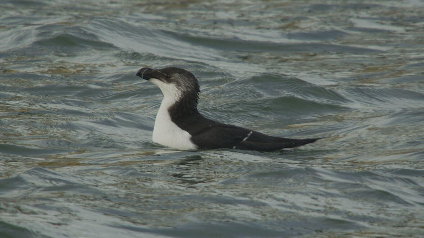 Alk in de haven van Oudeschild