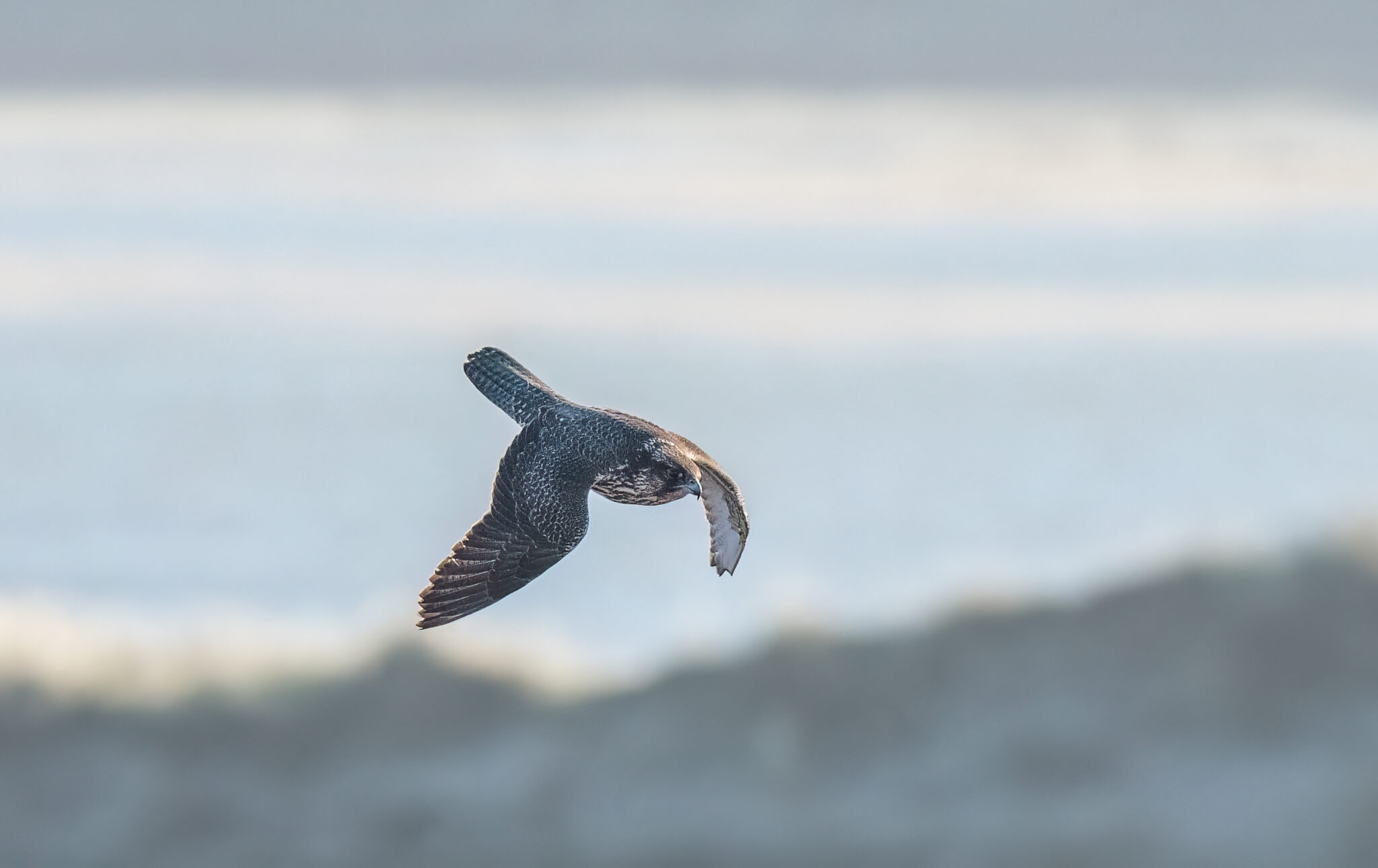 Giervalk, nieuwe soort op Texel