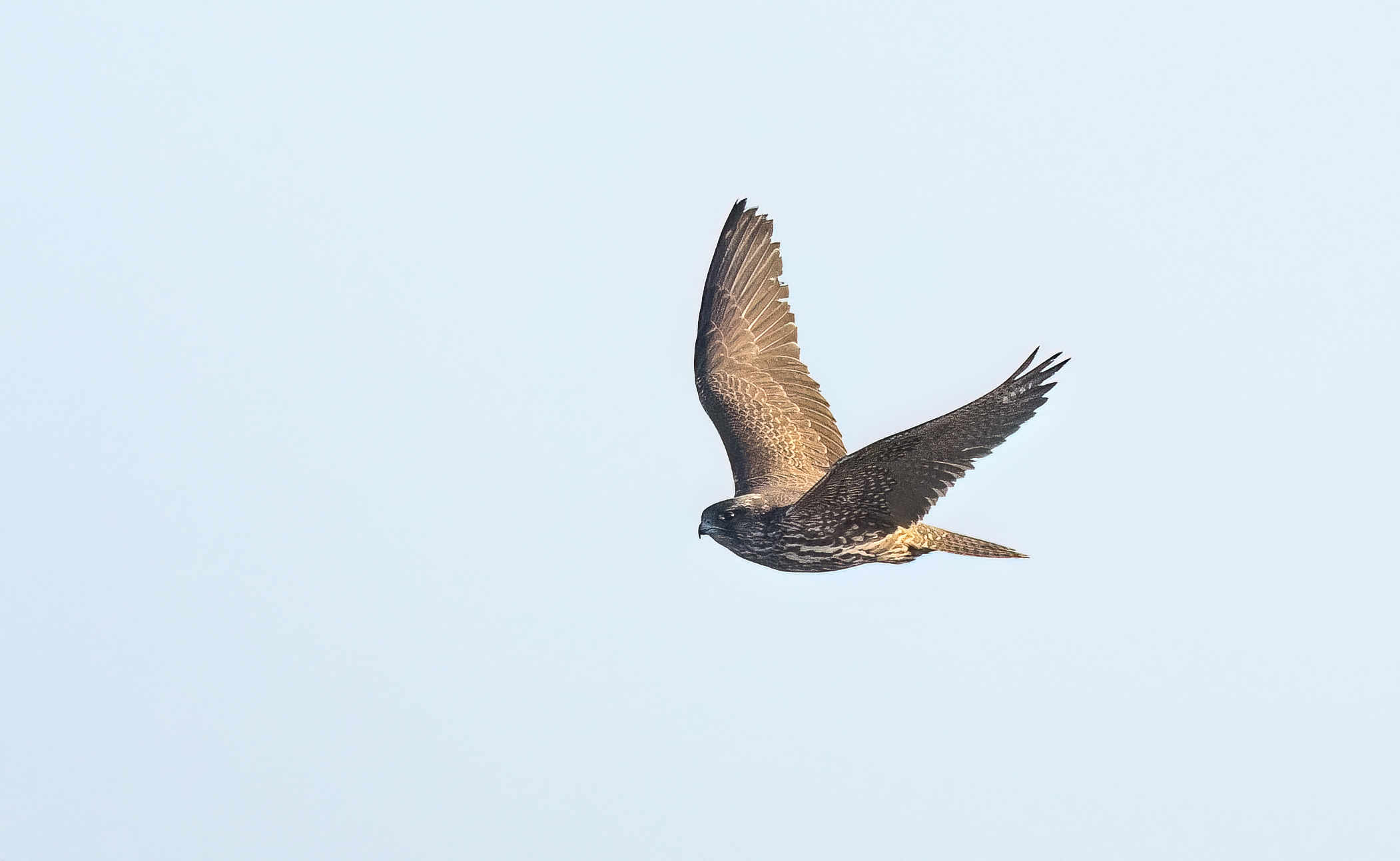 Giervalk, nieuwe soort op Texel